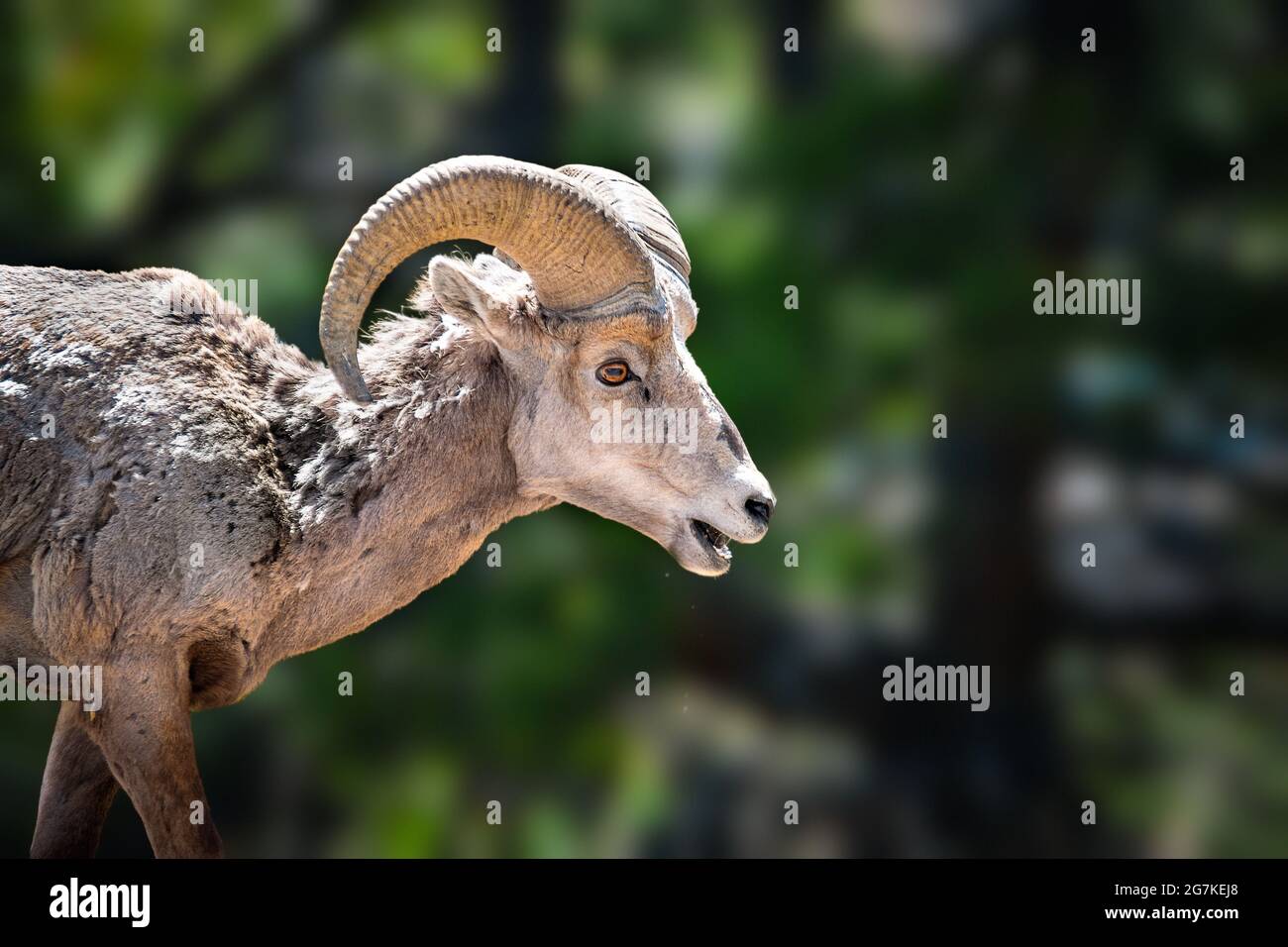 Big sheep statue hi-res stock photography and images - Alamy