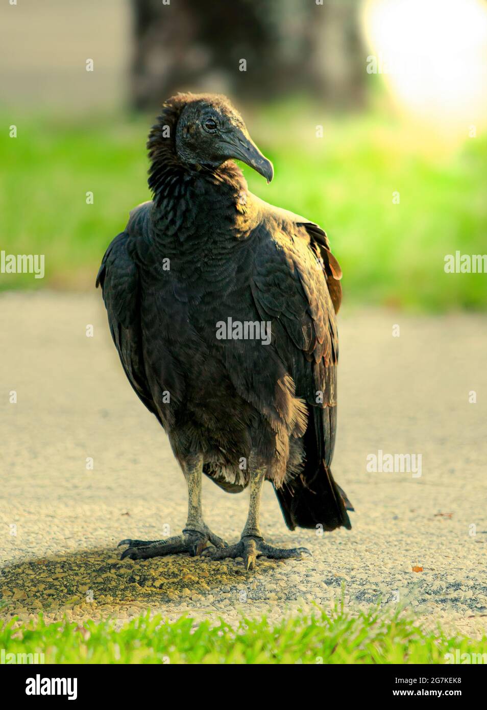 Vulture shadow hi-res stock photography and images - Alamy