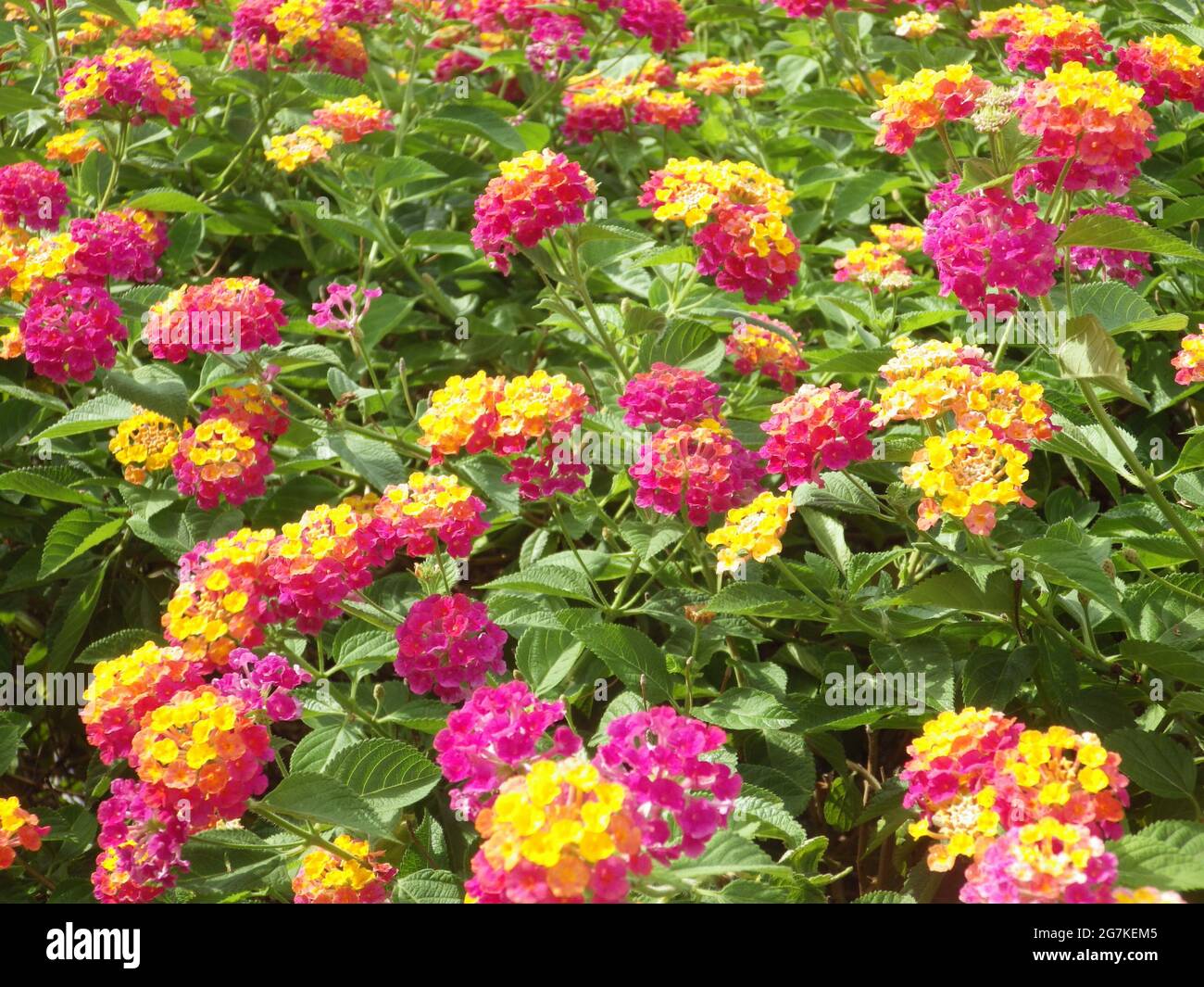 Field of beautiful pink and yellow lantana flowers Stock Photo - Alamy