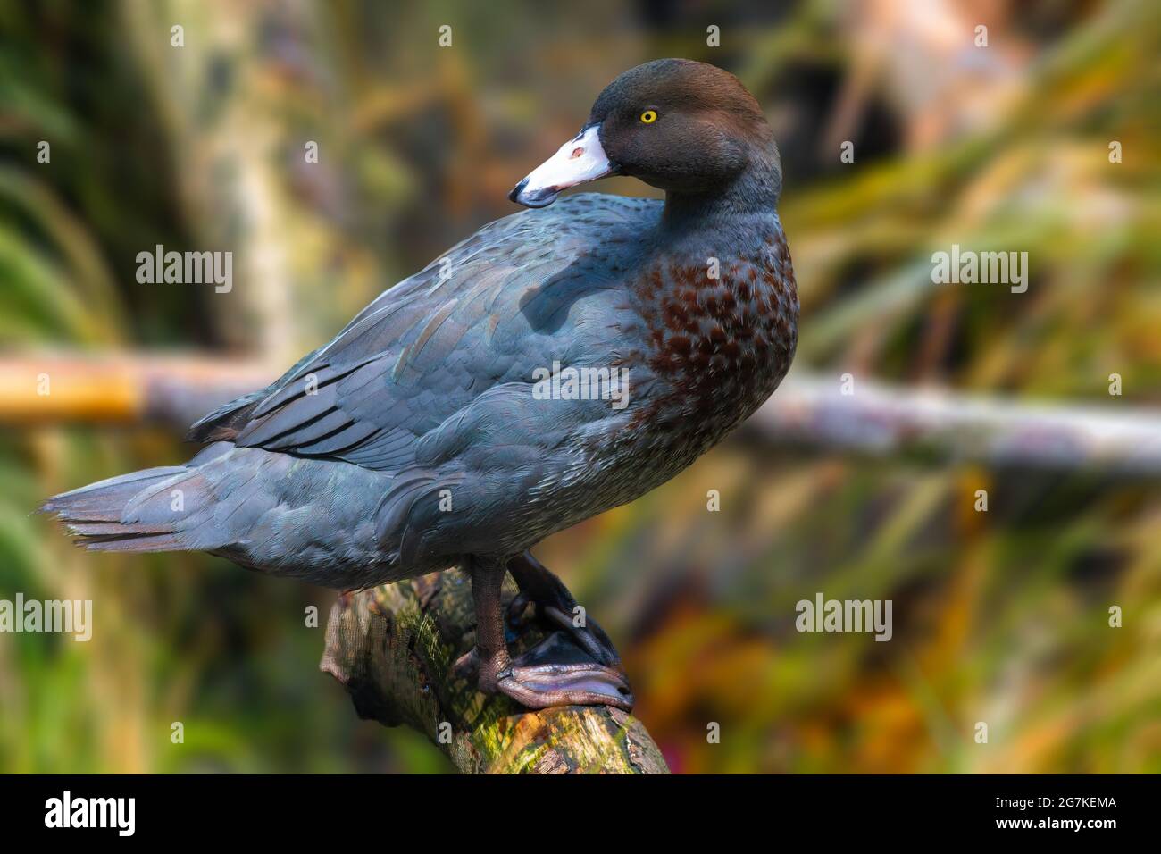 Waiting for mate hi-res stock photography and images - Alamy