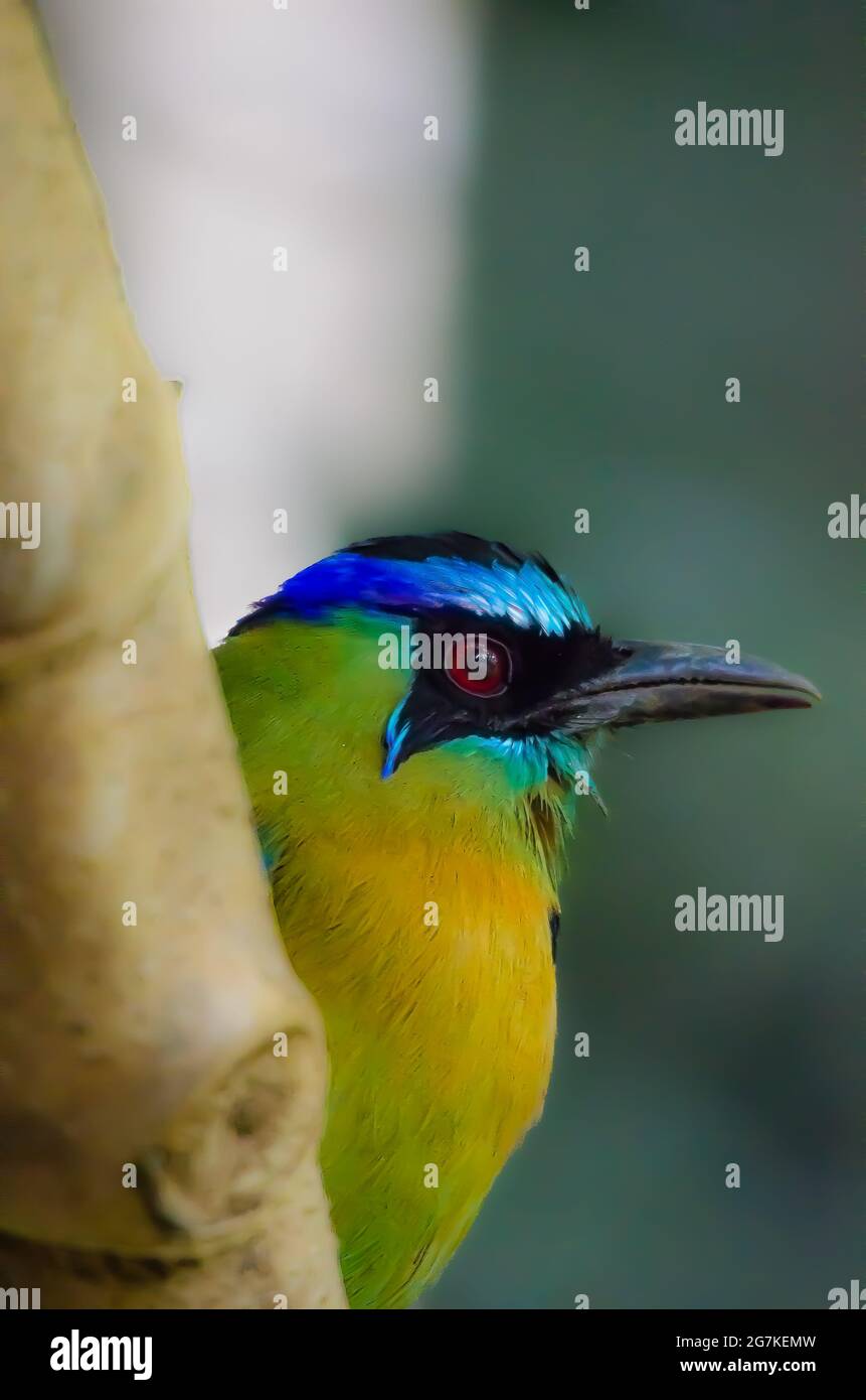 Blue crowned motmot with colorful face in Costa Rica Stock Photo - Alamy