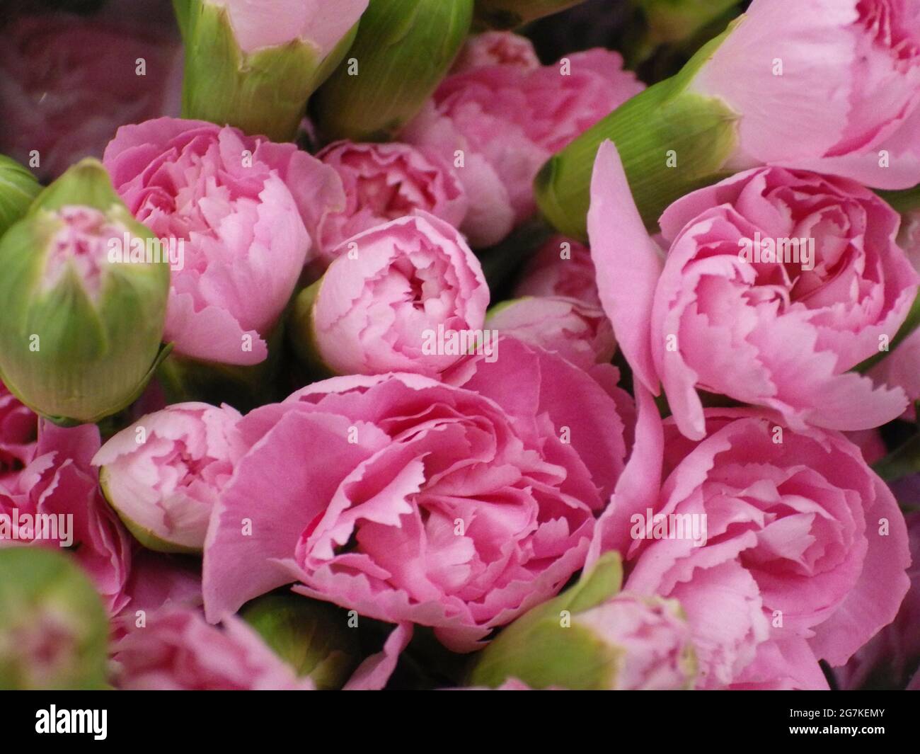 Clove flowers hi-res stock photography and images - Alamy