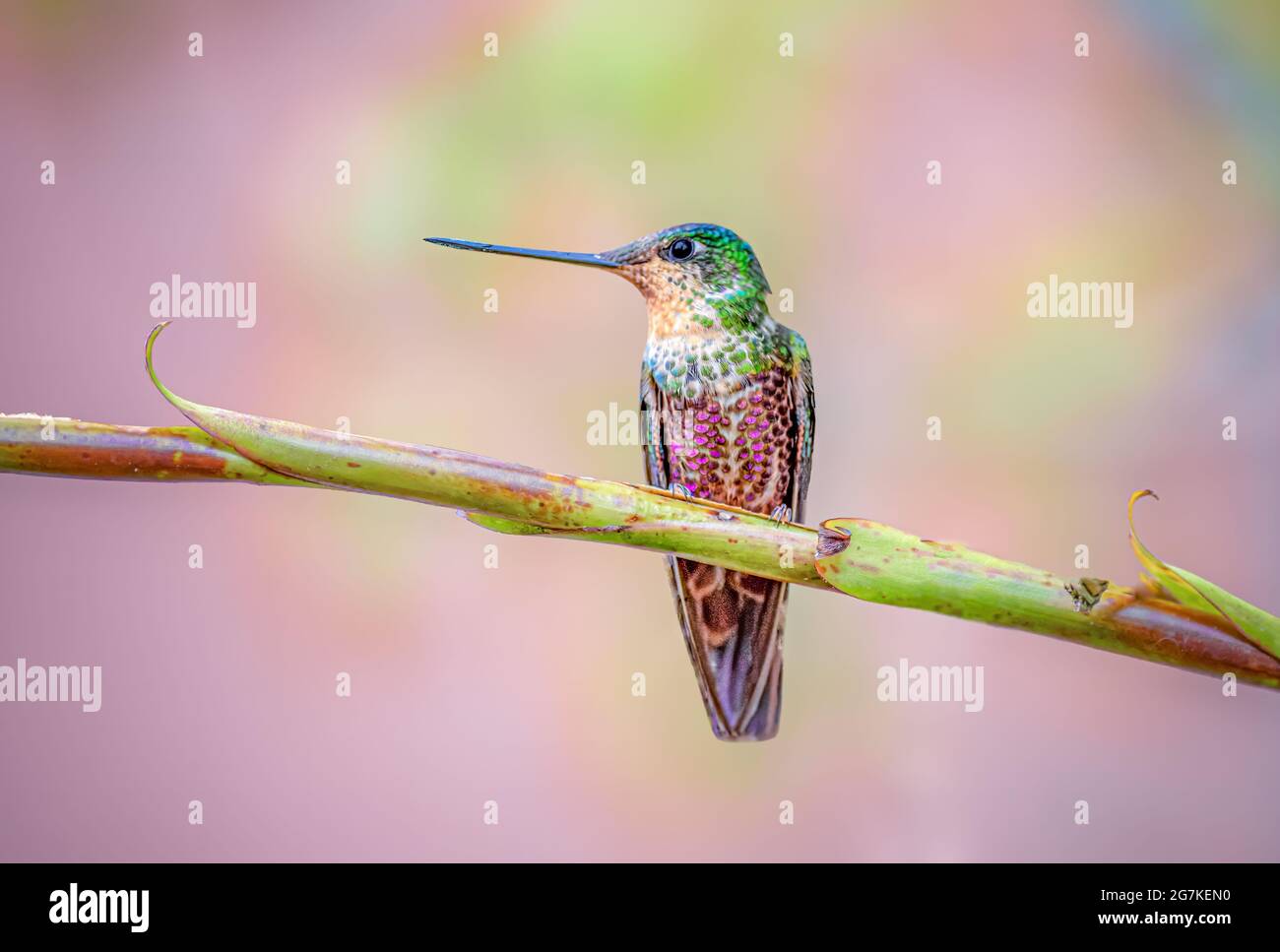 Female blue throated hummingbird hi-res stock photography and images ...