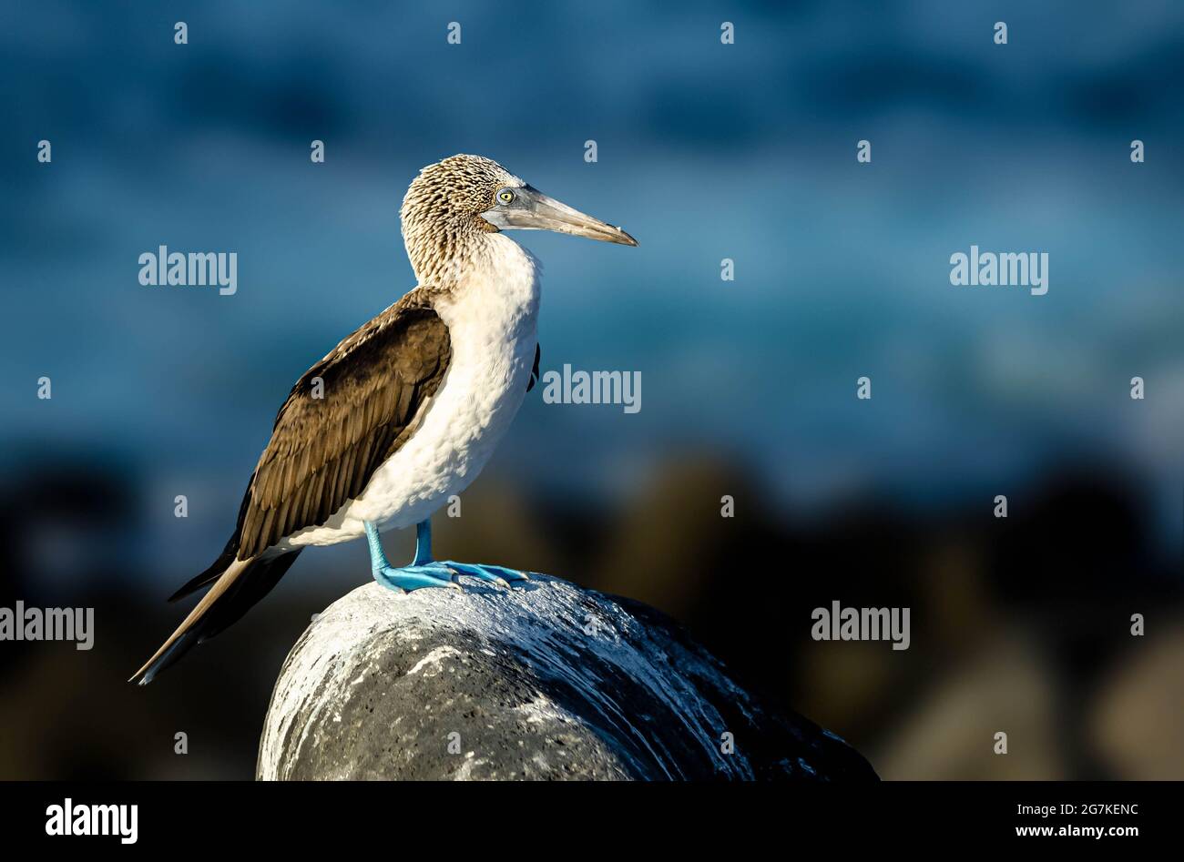 Blue-footed boobies are one of the three booby species and their ...
