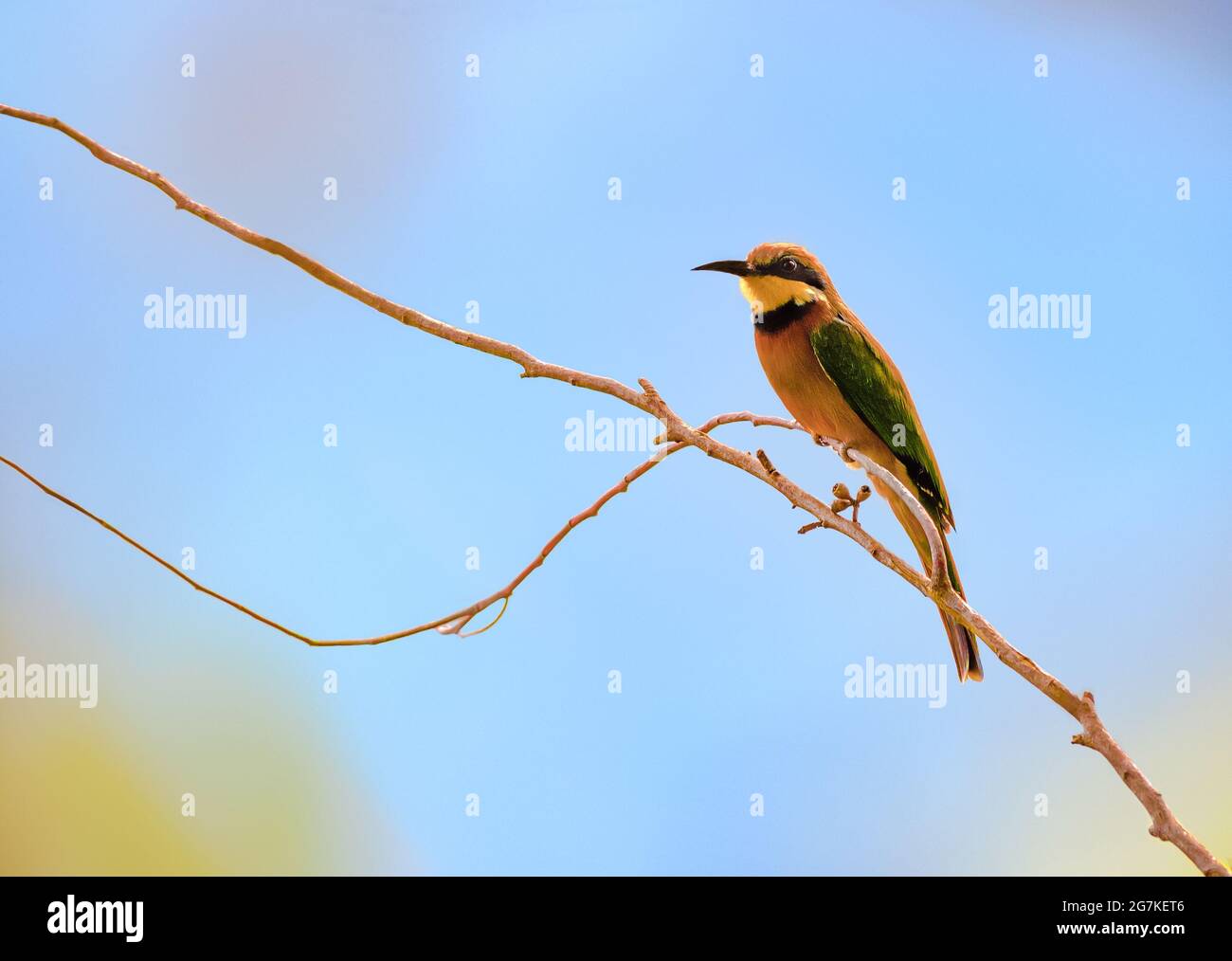 Yellow chested bee eaters hi-res stock photography and images - Alamy
