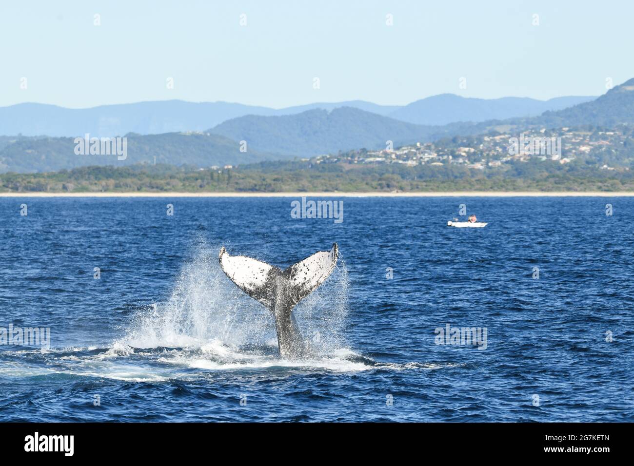 Whale waving tail hi-res stock photography and images - Alamy