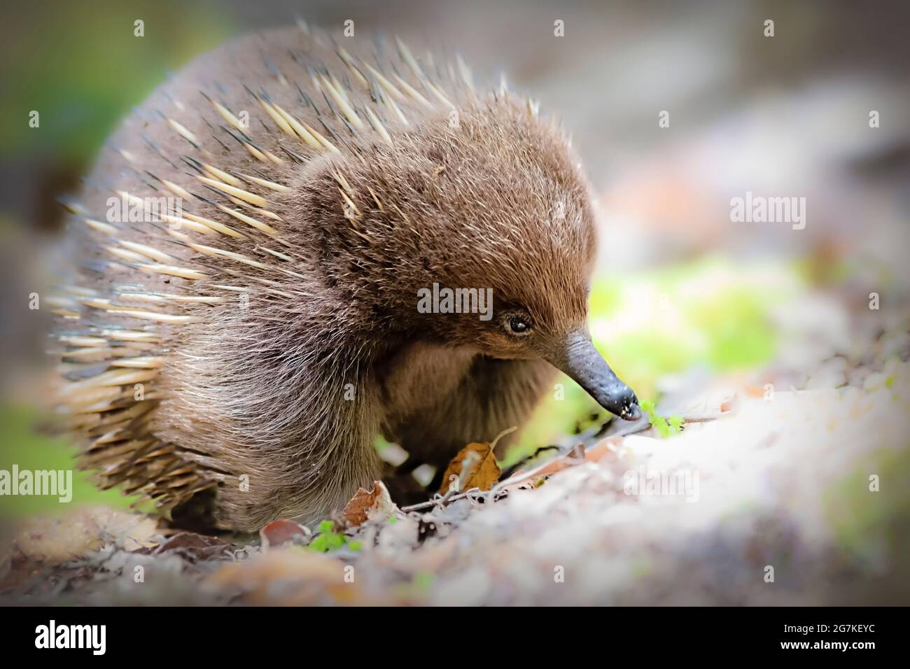 Echidnas are also called spiny anteaters and have some really strange ...