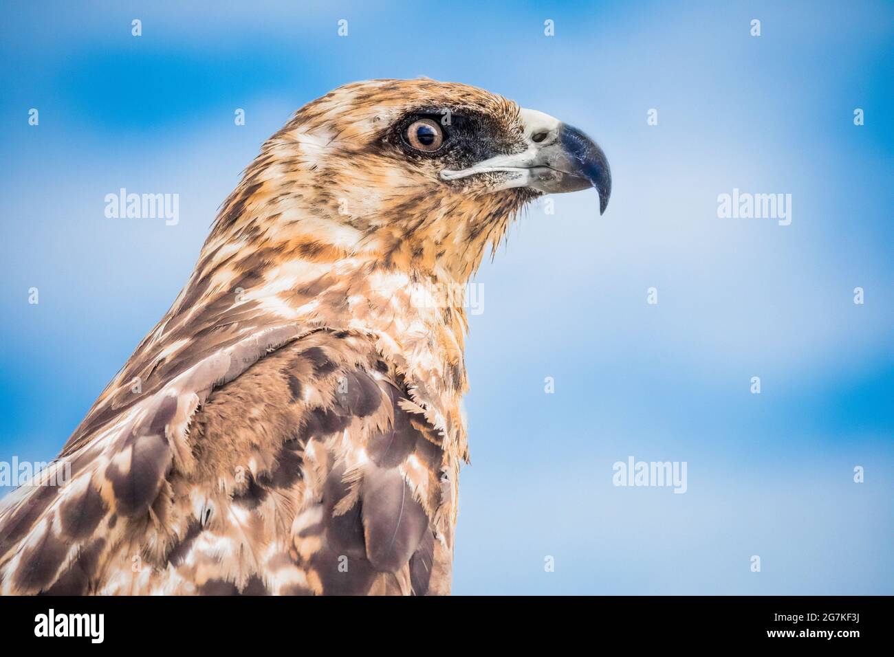 Galapagos Hawk is endemic to most of the Galapagos Islands Stock Photo ...