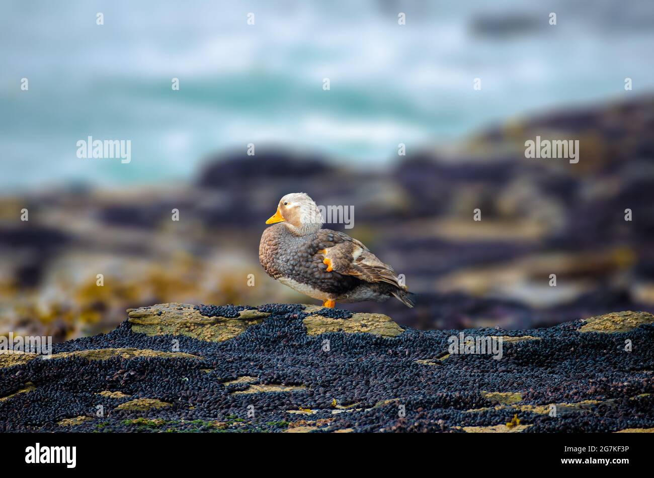 Flying steamer duck hi-res stock photography and images - Alamy