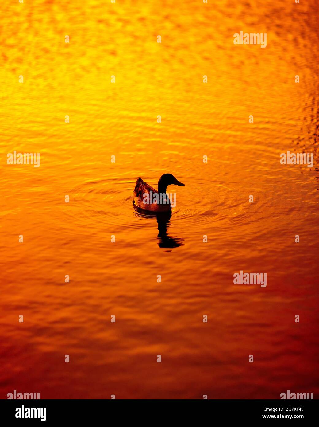 Duck on Lava Stock Photo - Alamy