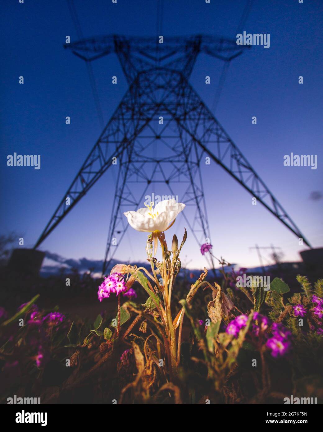 Purple peak tower hi-res stock photography and images - Alamy