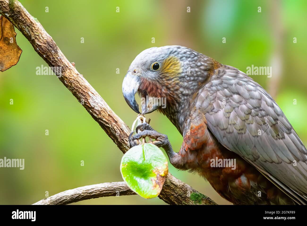 Kakapo bird hi-res stock photography and images - Alamy