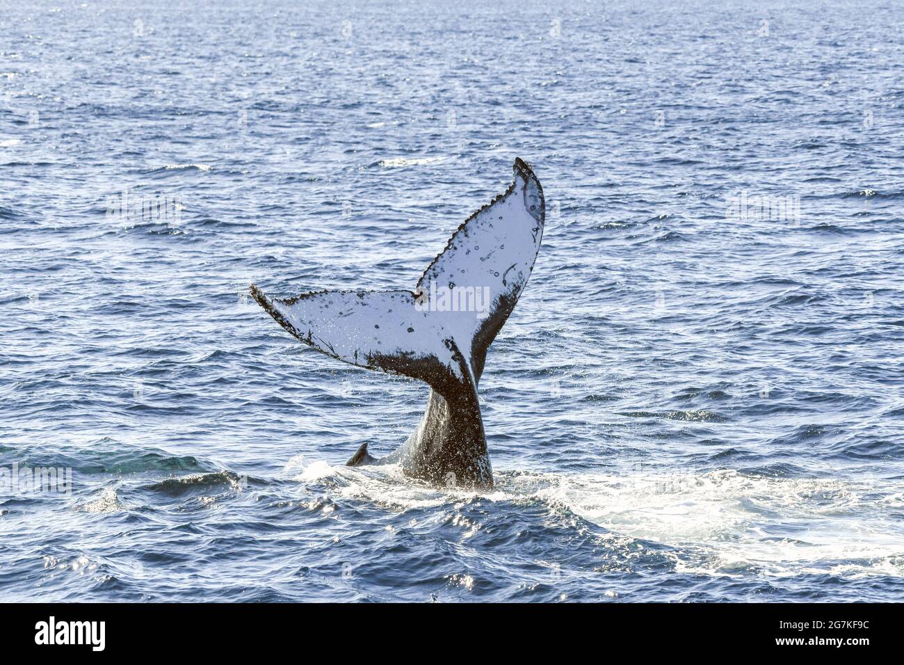 Humpback whale showing tail fluke hi-res stock photography and images ...