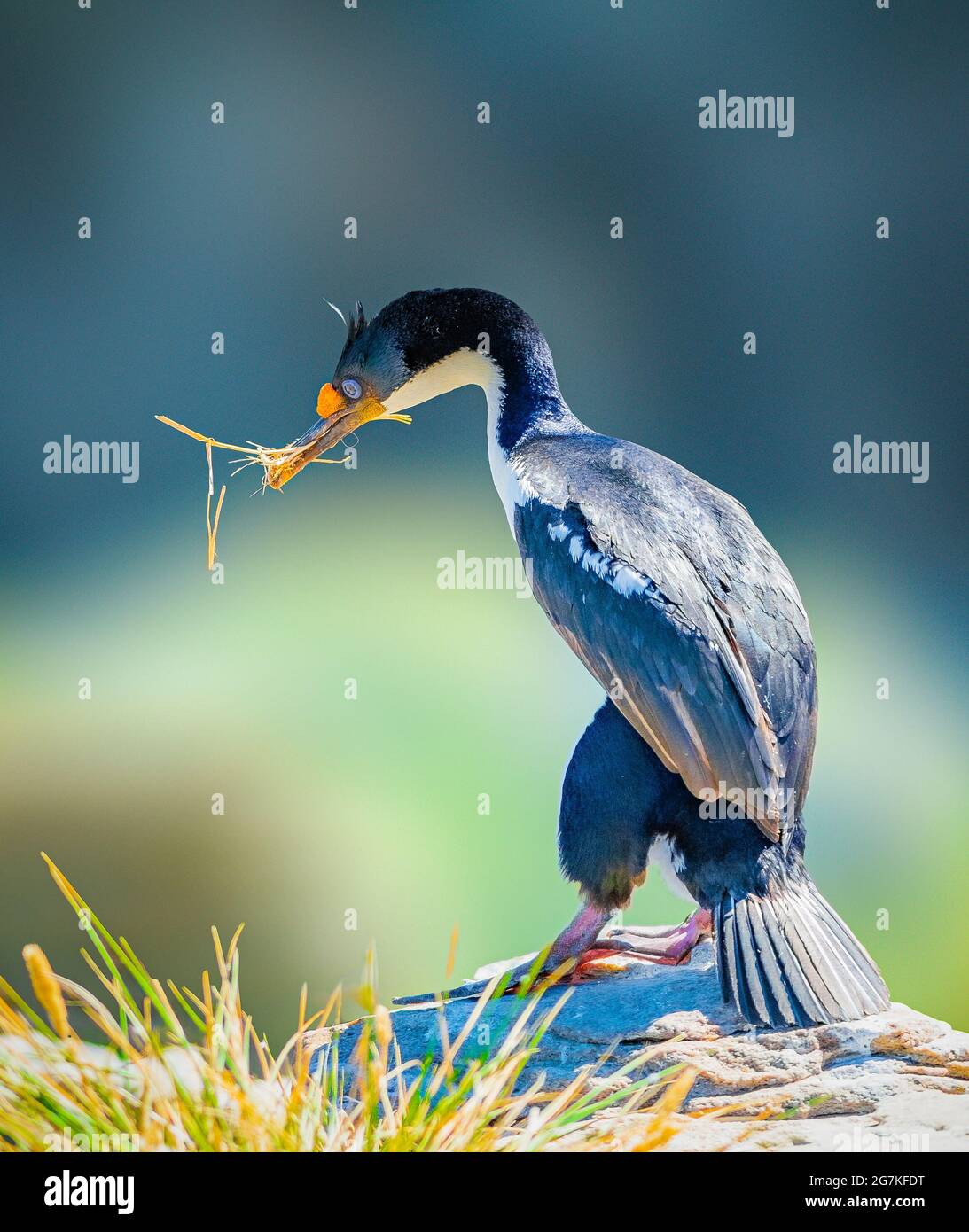 Imperial shag also known as blue-eyed shag, king cormorant and blue ...