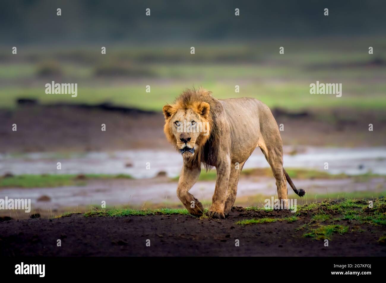 Lion have been admired throughout history for as symbols of courage and ...