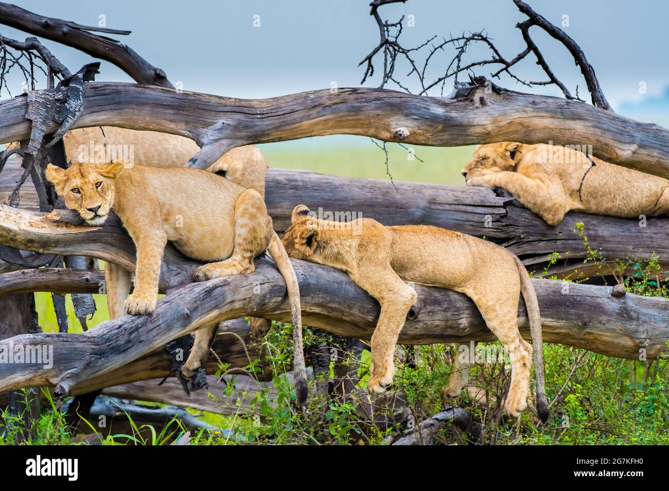 Lion have been admired throughout history for as symbols of courage and ...