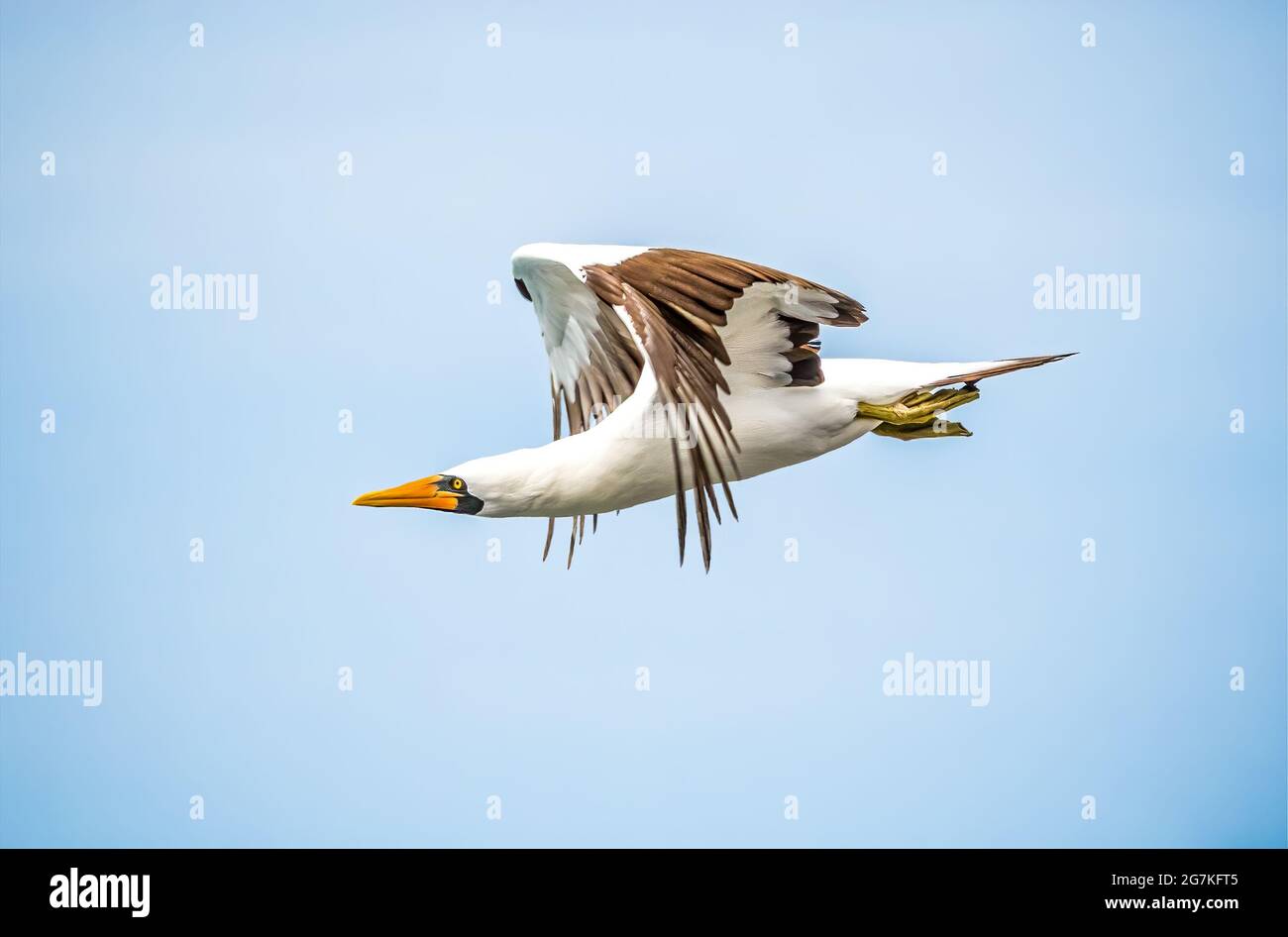 Nazca Booby is a large seabird of the booby family, Sulidae, native to ...
