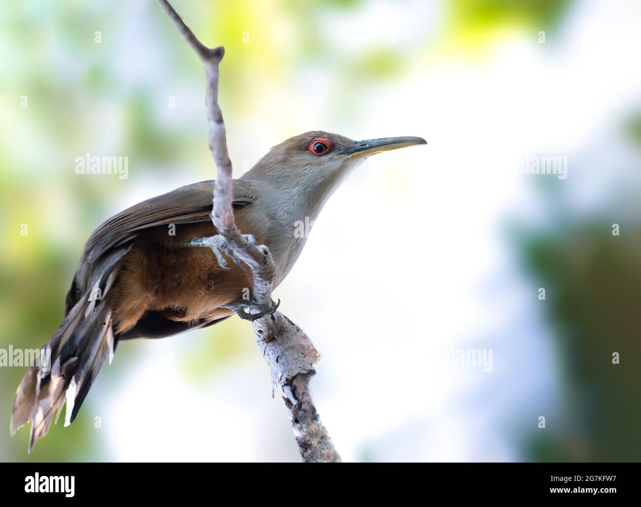 Puerto RIcan LIzard Cuckoo with an impressive long tail Stock Photo - Alamy