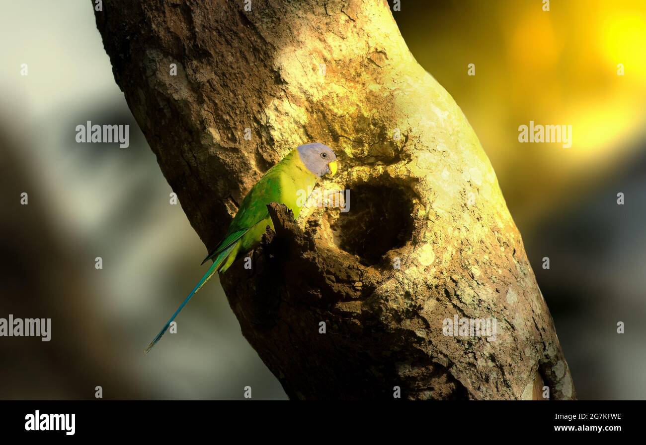 Plum Headed Parakeet is a medium-sized parrot of striking beauty Stock ...