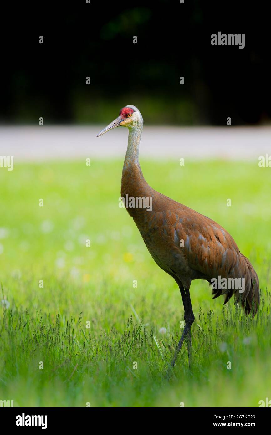 Sandhill Crane are very large, tall birds with a long neck, long legs ...