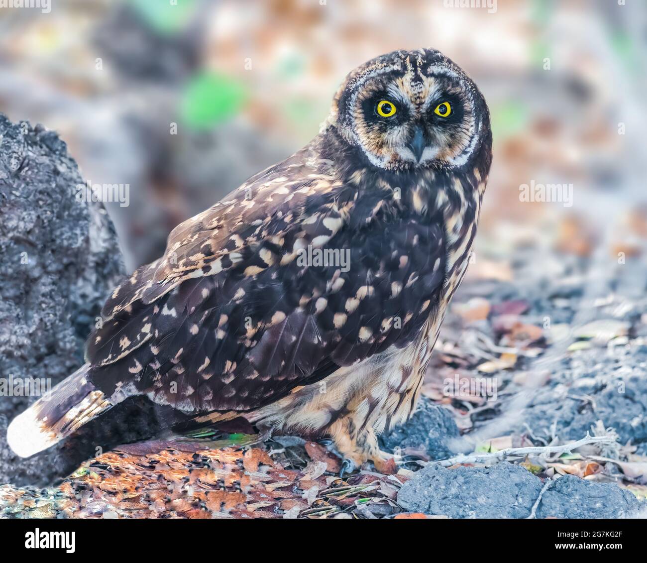 Galapagos Short Eared Owl One of the more elusive birds to spot at the ...