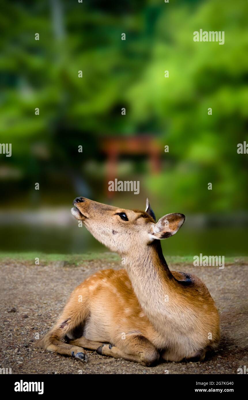 Sika Deer also known as the spotted deer or the Japanese deer Stock ...