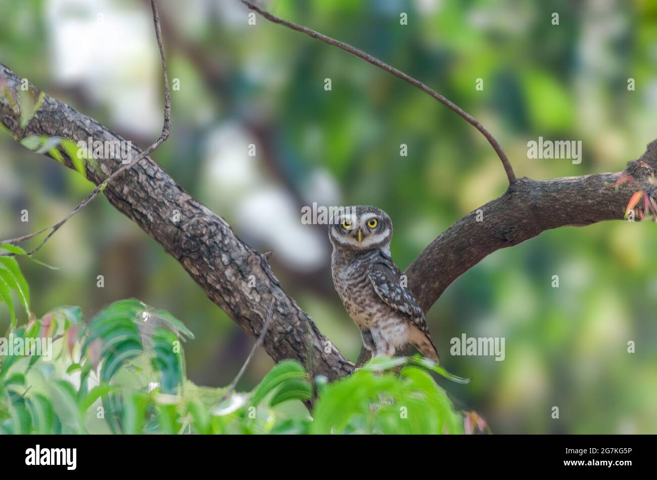 Spotted Owlet is a small owl which breeds in tropical Asia from ...