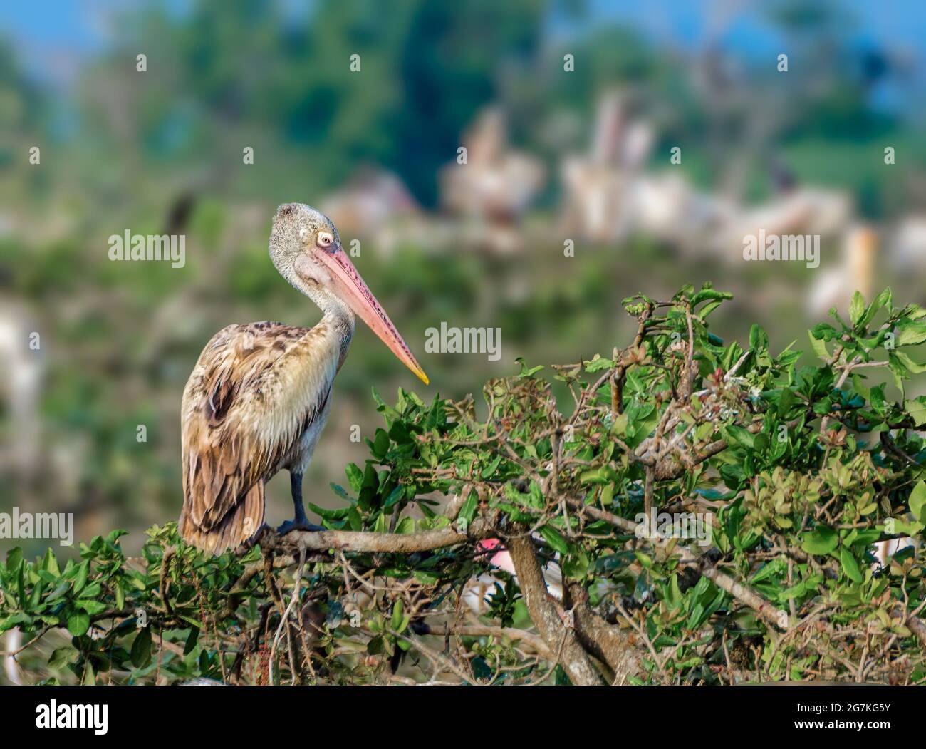 Spots on the upper mandible hi-res stock photography and images - Alamy