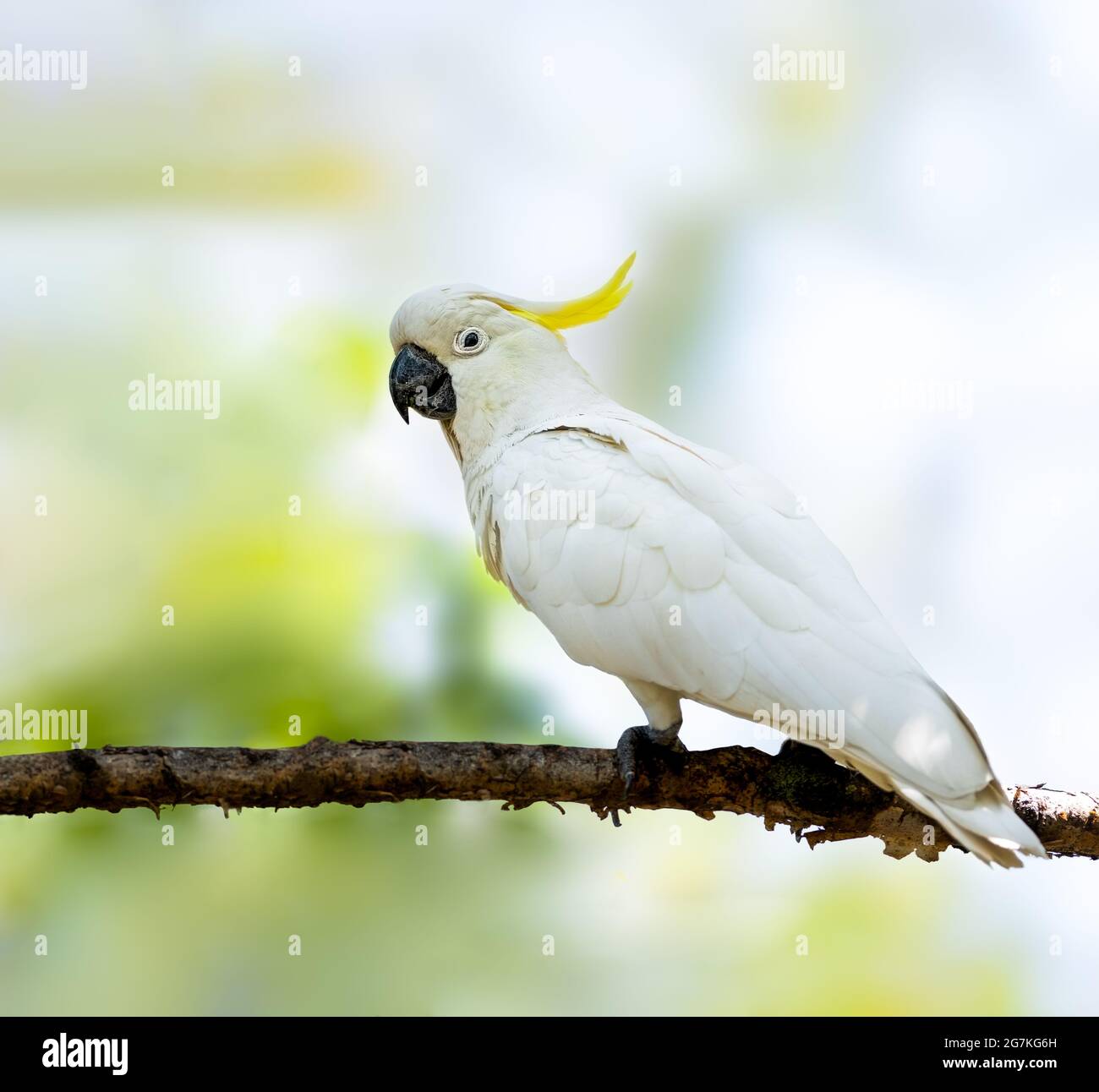 Sulfur yellow crested cockatoo hi-res stock photography and images - Alamy