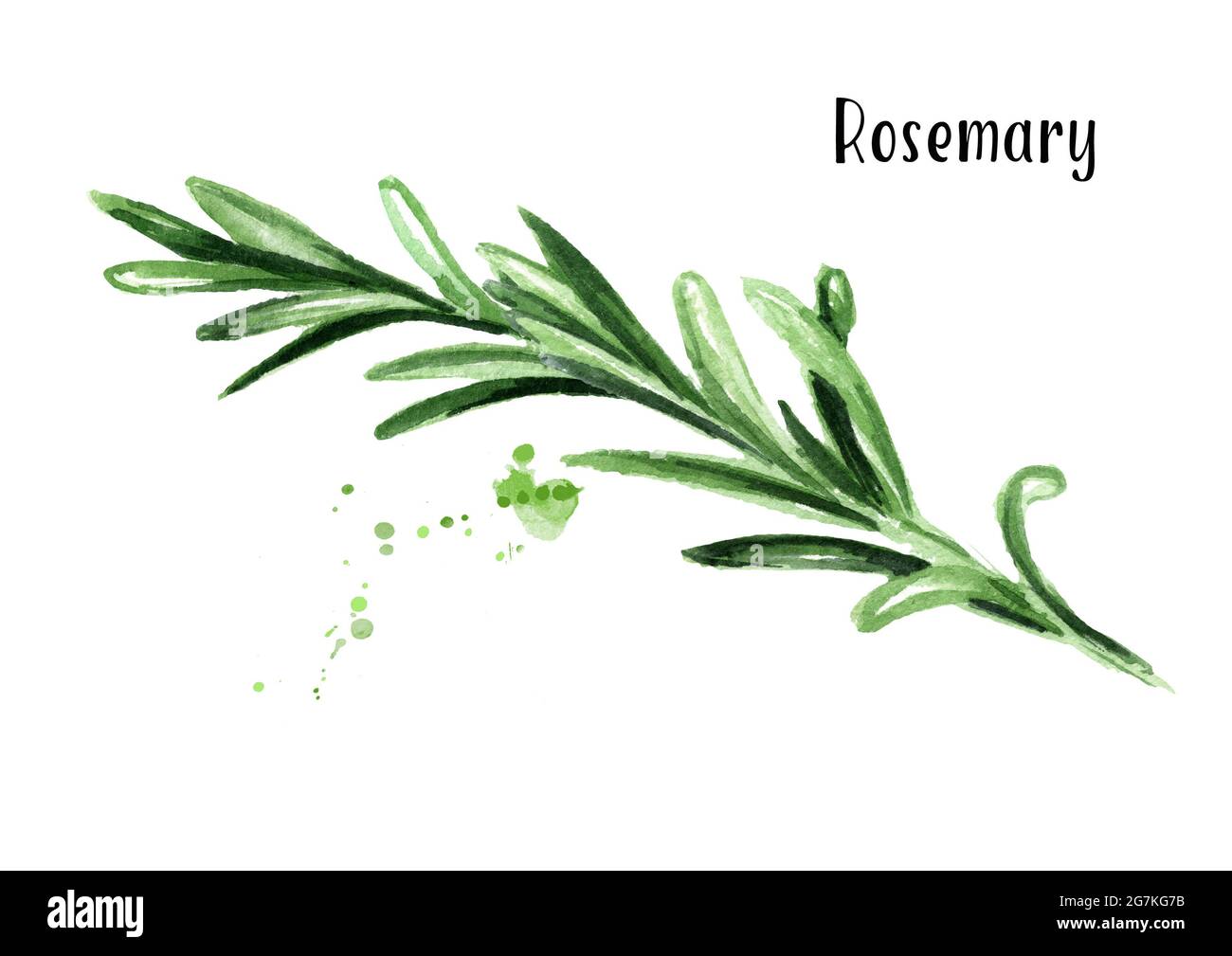 Rosemary Illustration