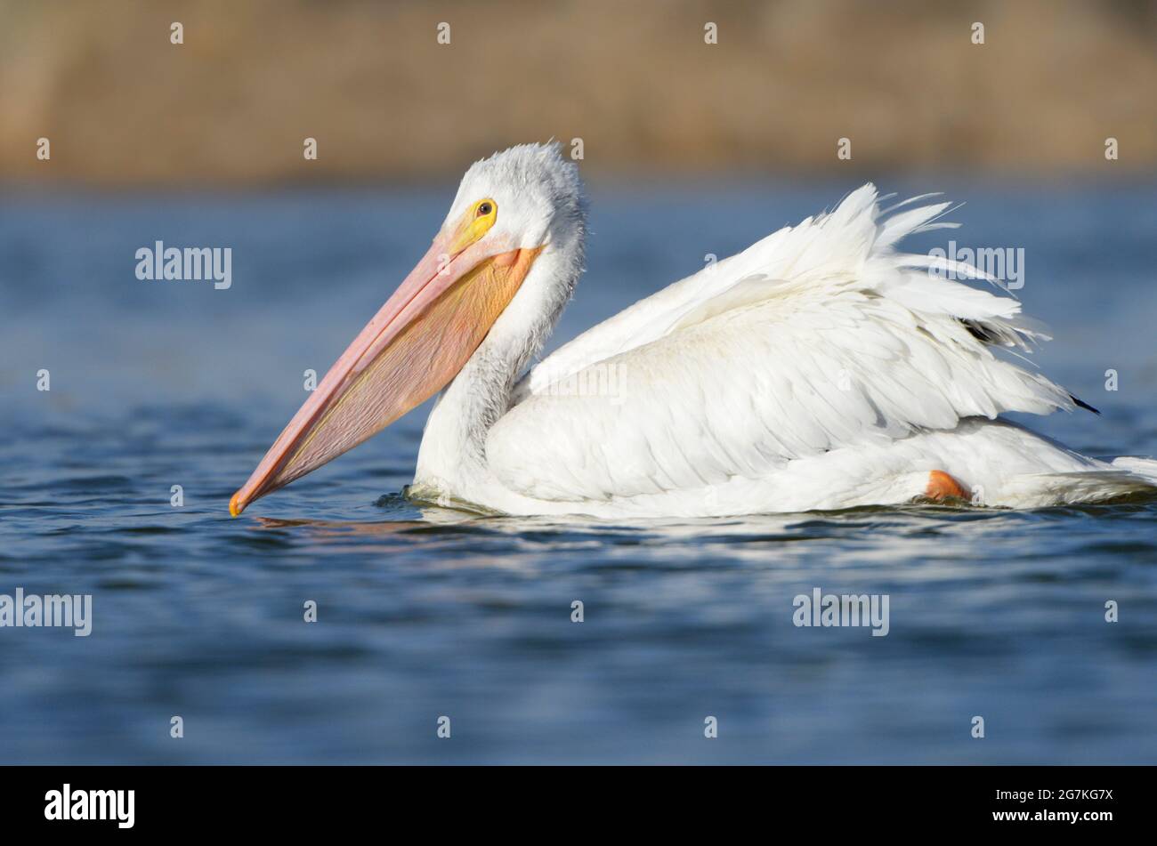 Water level portrait of an American White Pelican floating in a pond in ...