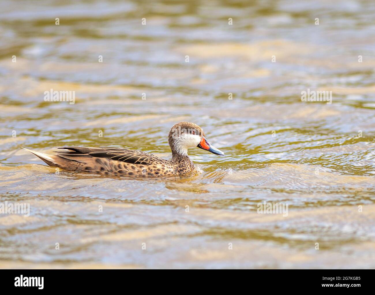 White Cheeked Pintail Very distinctive duck with its white cheeks ...