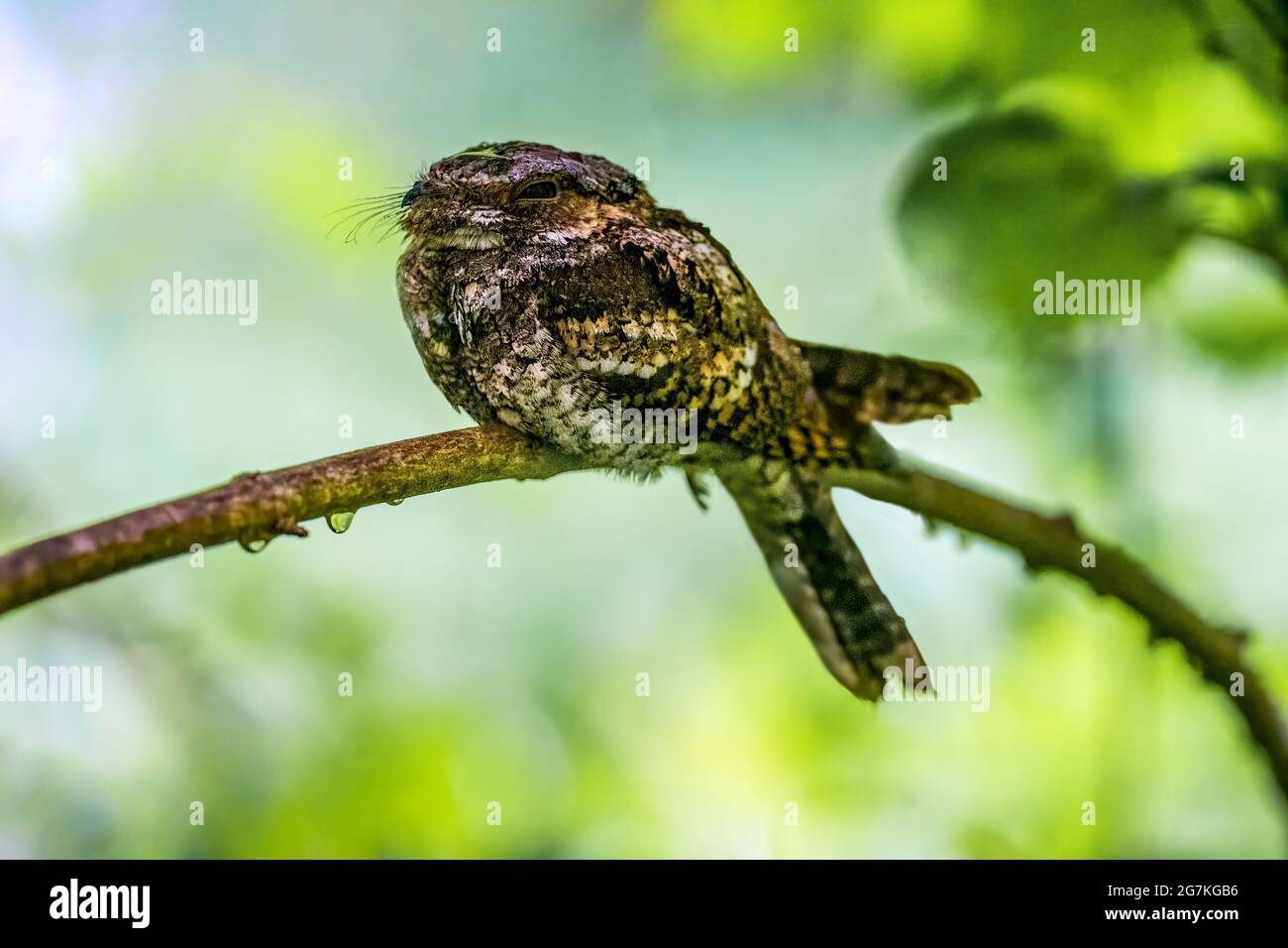 Whip-poor Will rest on the ground or perch horizontally on low trees ...