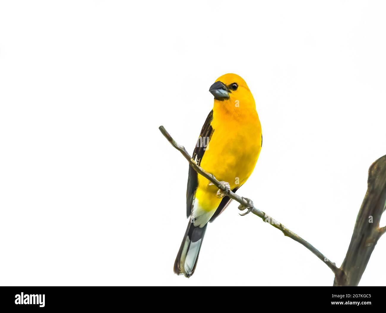 Provincial tree of quebec Cut Out Stock Images & Pictures - Alamy