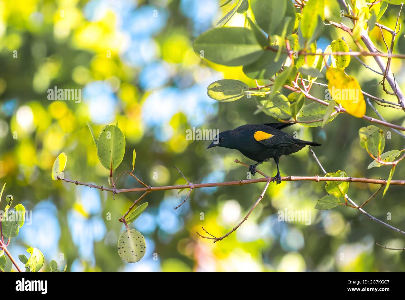 Yellow Shouldered Blackbird is all black, except for a bright yellow ...