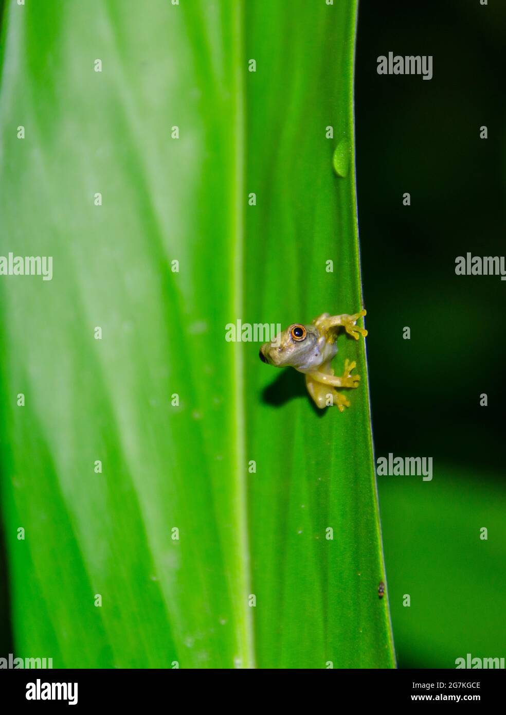 Yellow hourglass tree frogs are one of the most sought after frogs by ...