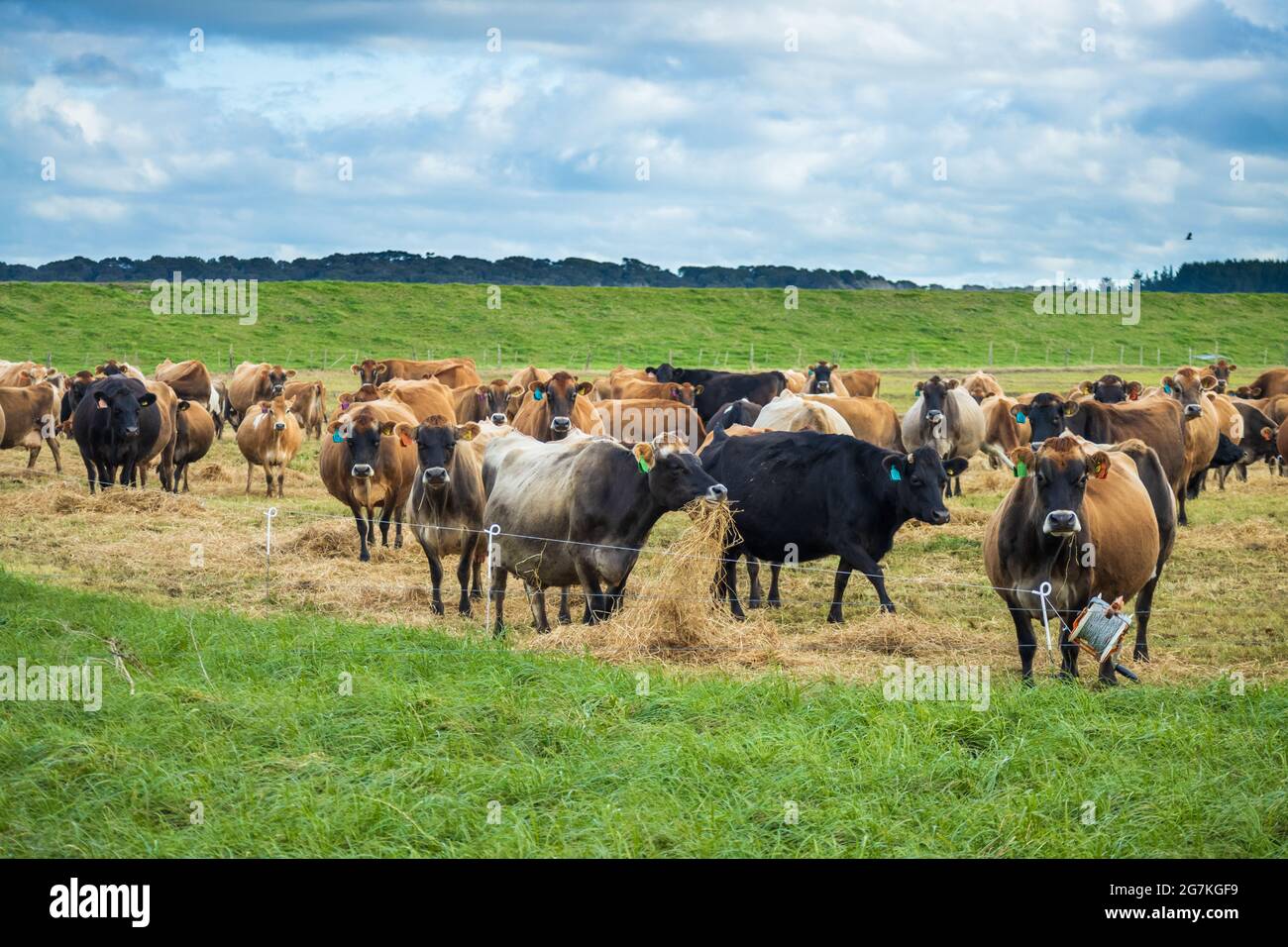 Herd Of Cows Images Premium Photo | Herd Of Cows Walking Out The