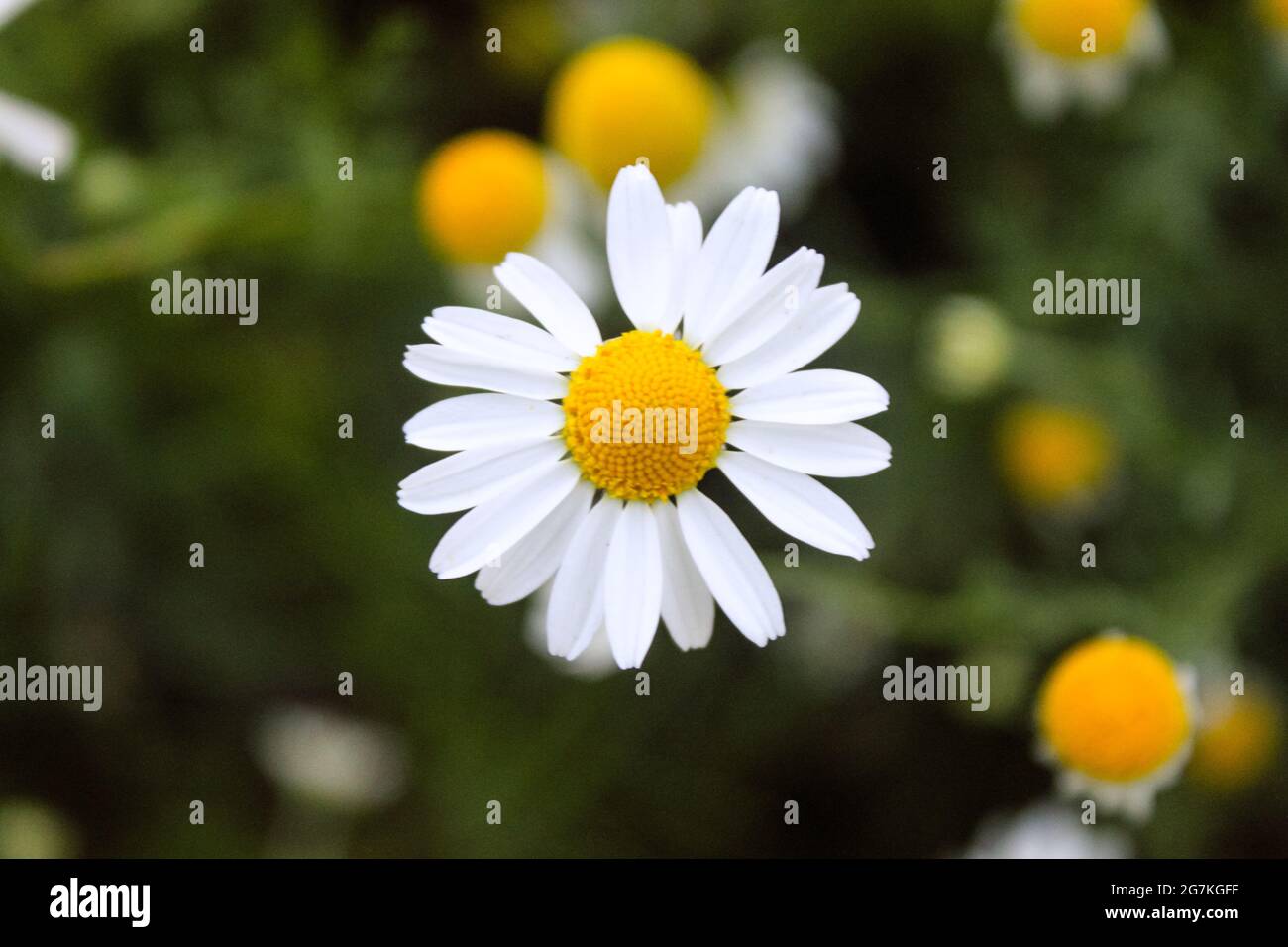 Selective focus of a daisy flower Stock Photo - Alamy