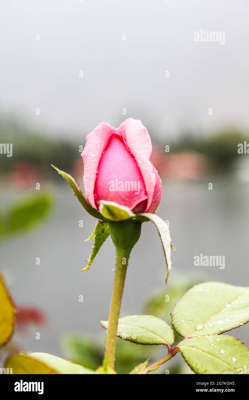Closeup of a beautiful pink rose bud on a blurry lake scene background ...