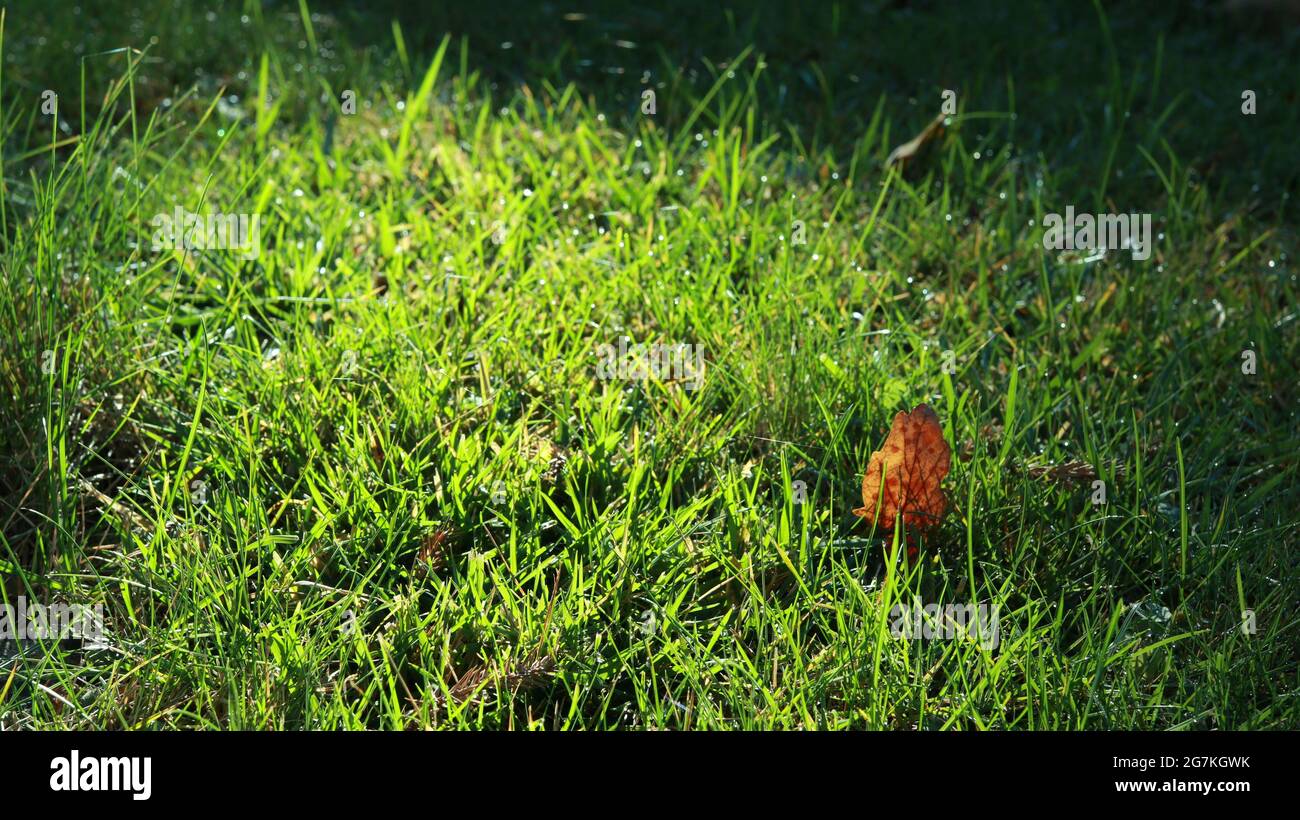 Single brown leaf in the green grass Stock Photo - Alamy