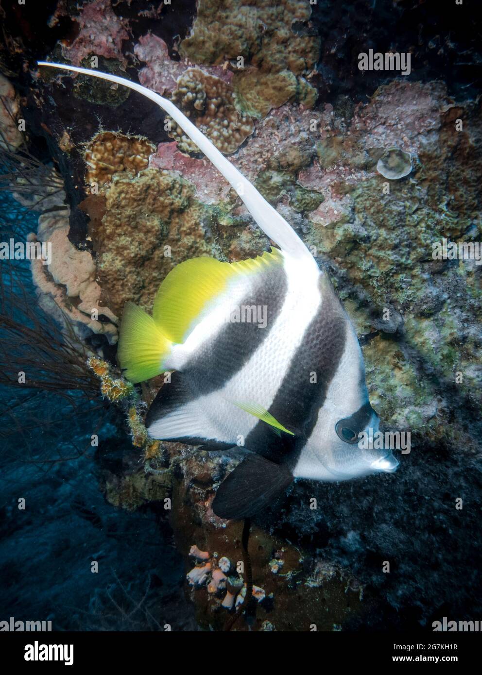 Banner fish on a coral reef at the bottom of the Indian ocean Stock ...