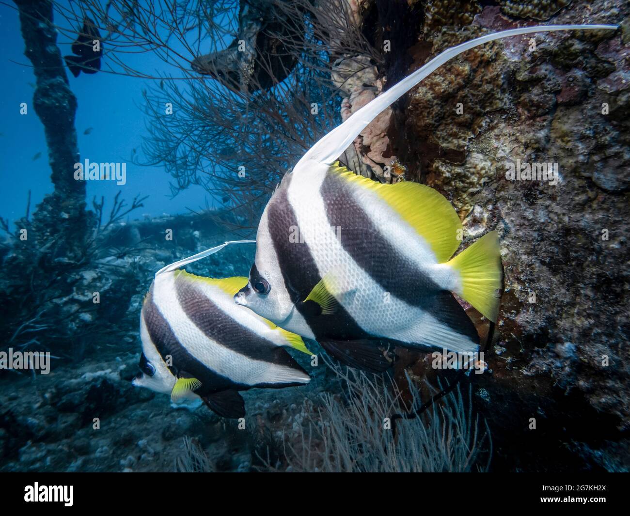 Couple of indian bannerfish hi-res stock photography and images - Alamy