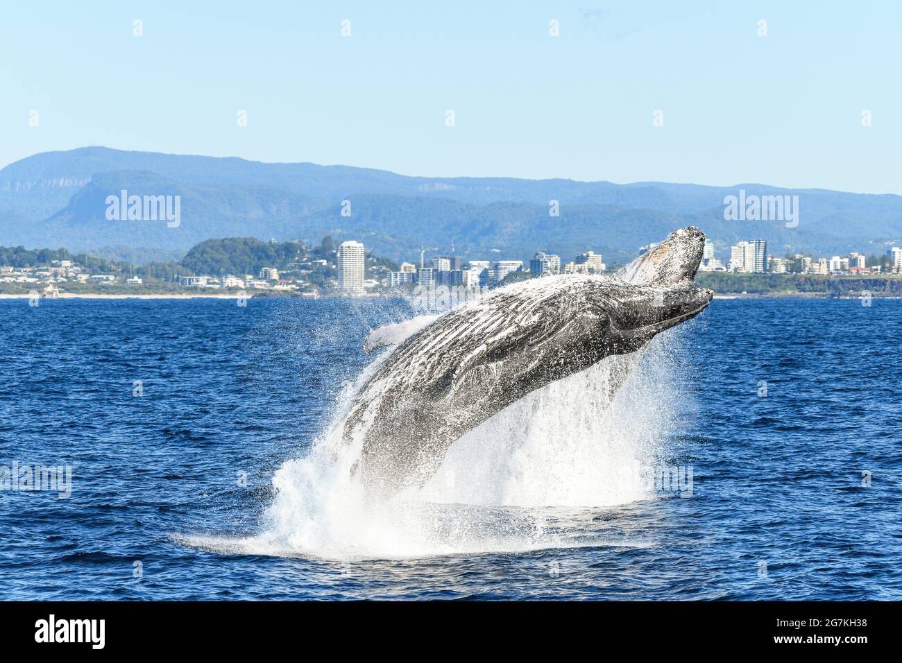Two whales breaching side by side of the Australia shoreline Stock ...