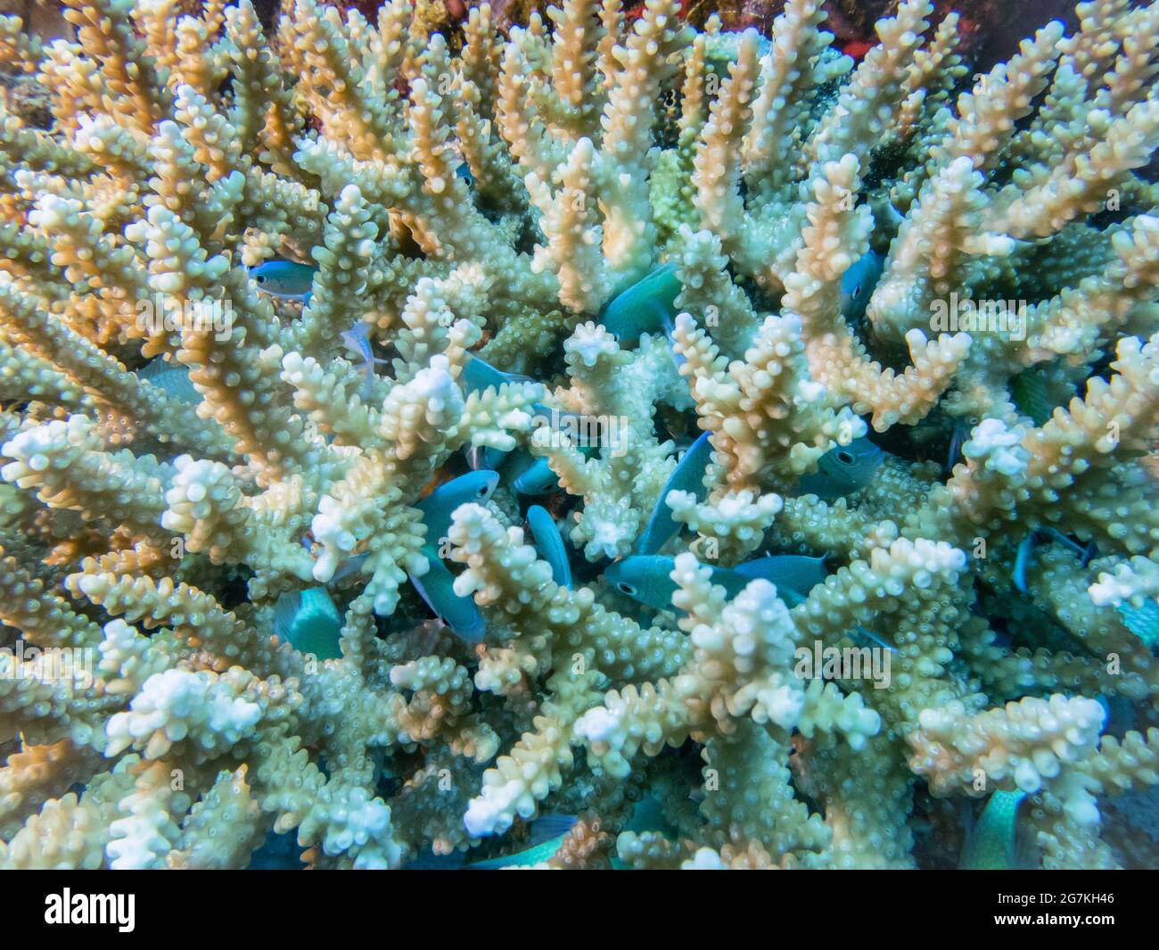Bluegreen chromis fish hide in coral on a reef in the Indian ocean ...