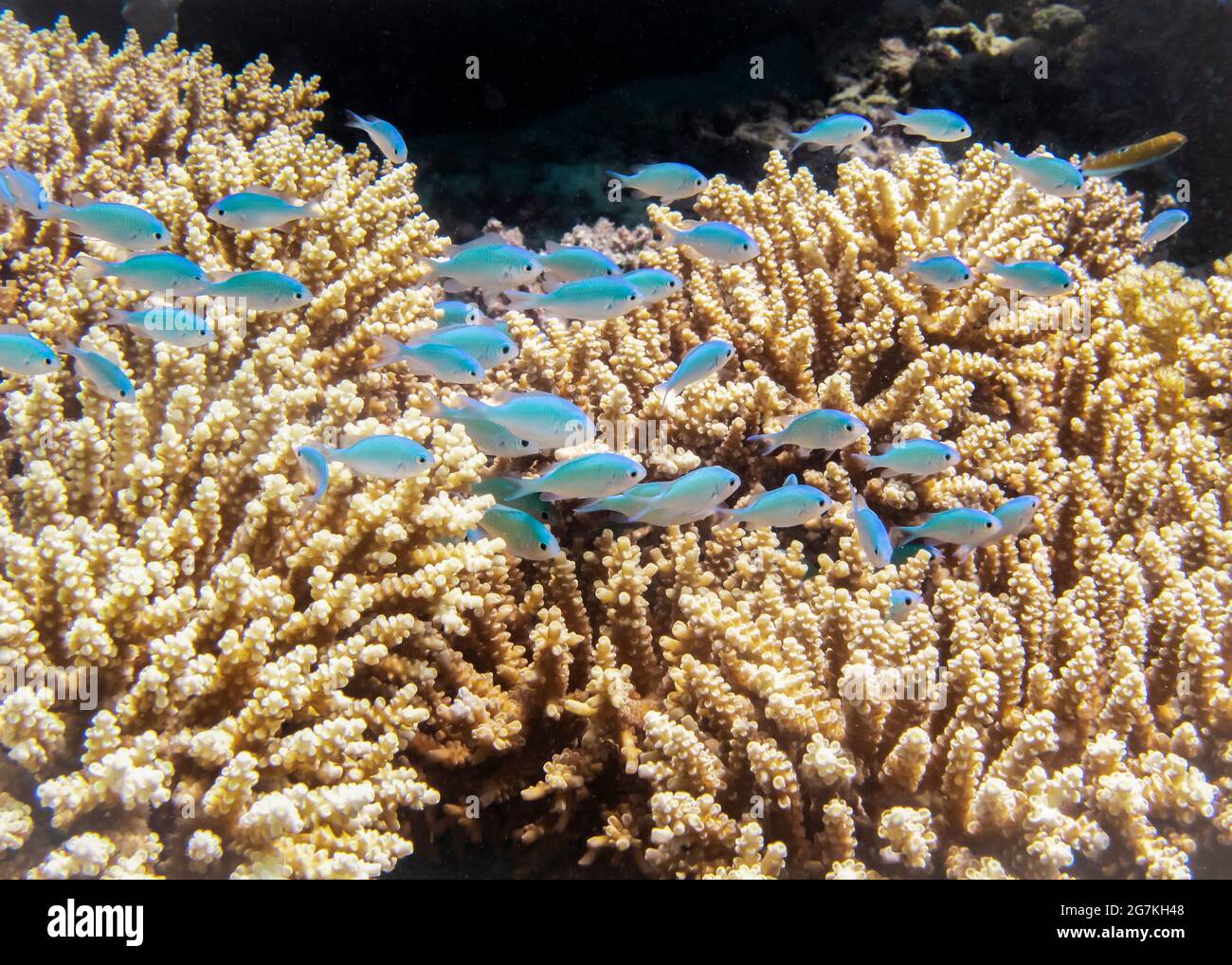 Blue-green Chromis fish swim above the coral, ready to hide in it. The ...