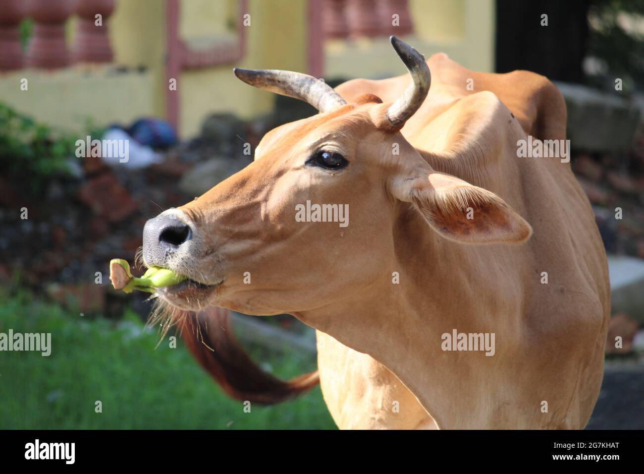 Cow in backyard hi-res stock photography and images - Alamy