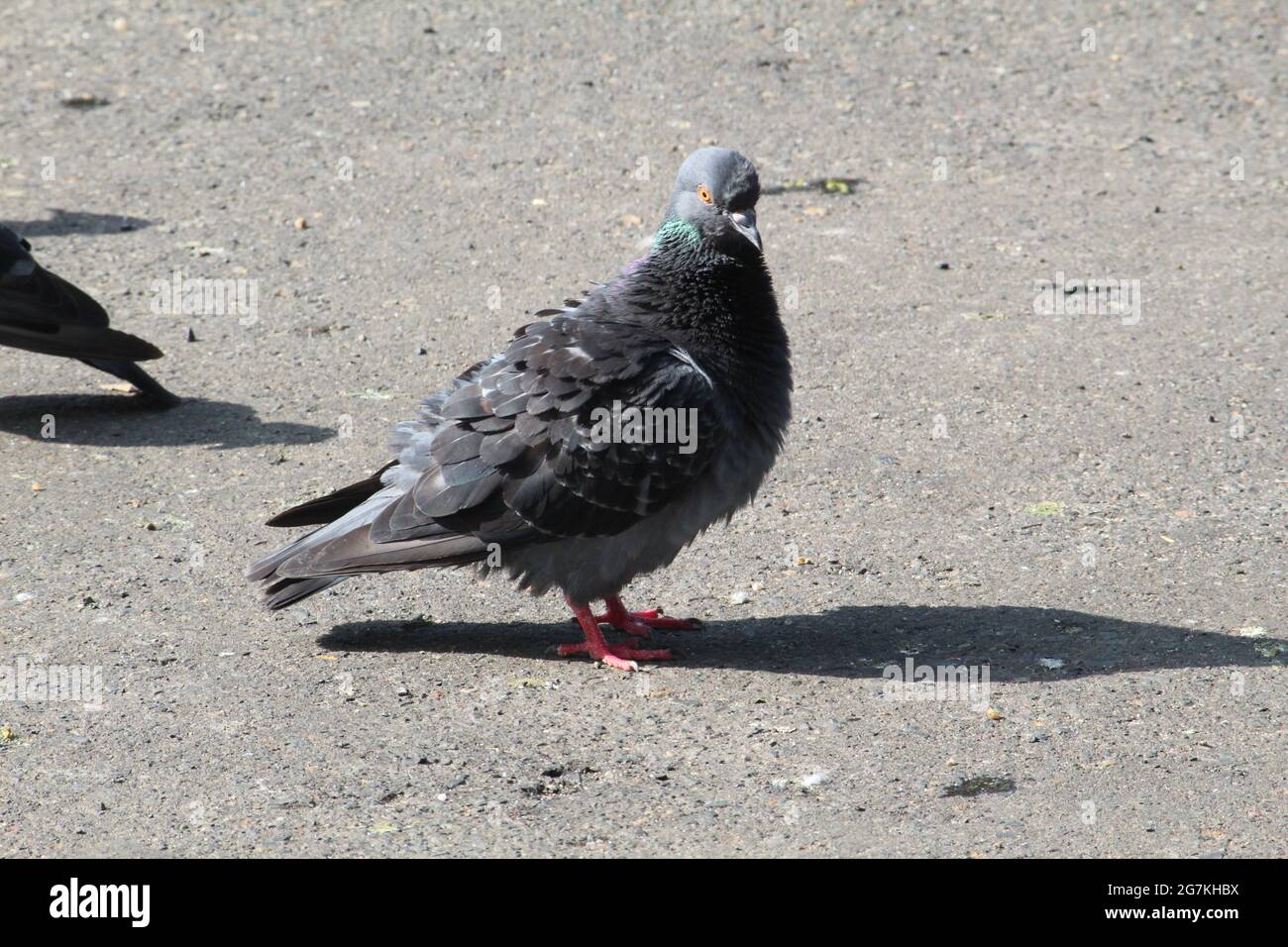 Ragged animal hi-res stock photography and images - Alamy