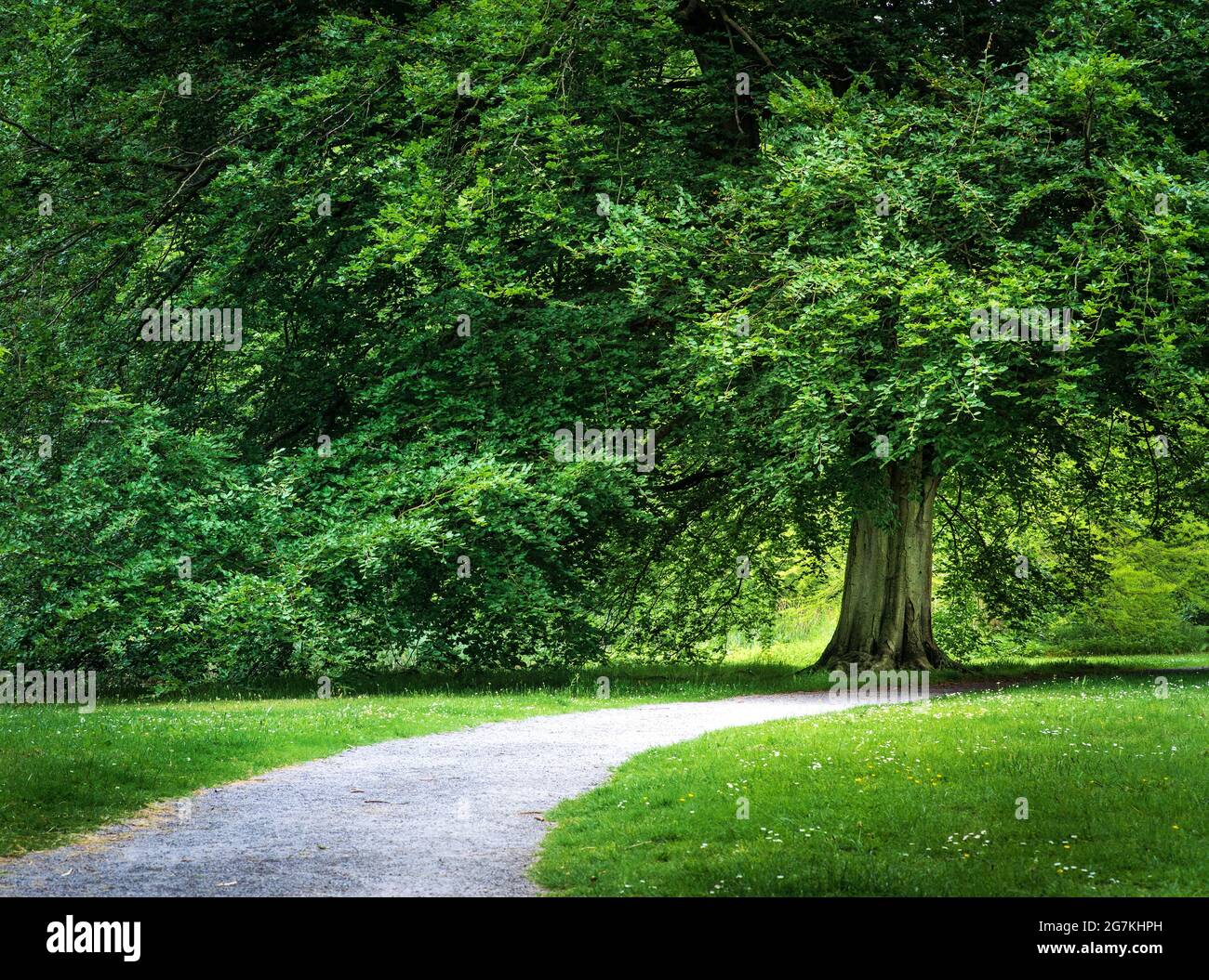 Beautiful trail through a green park Stock Photo - Alamy