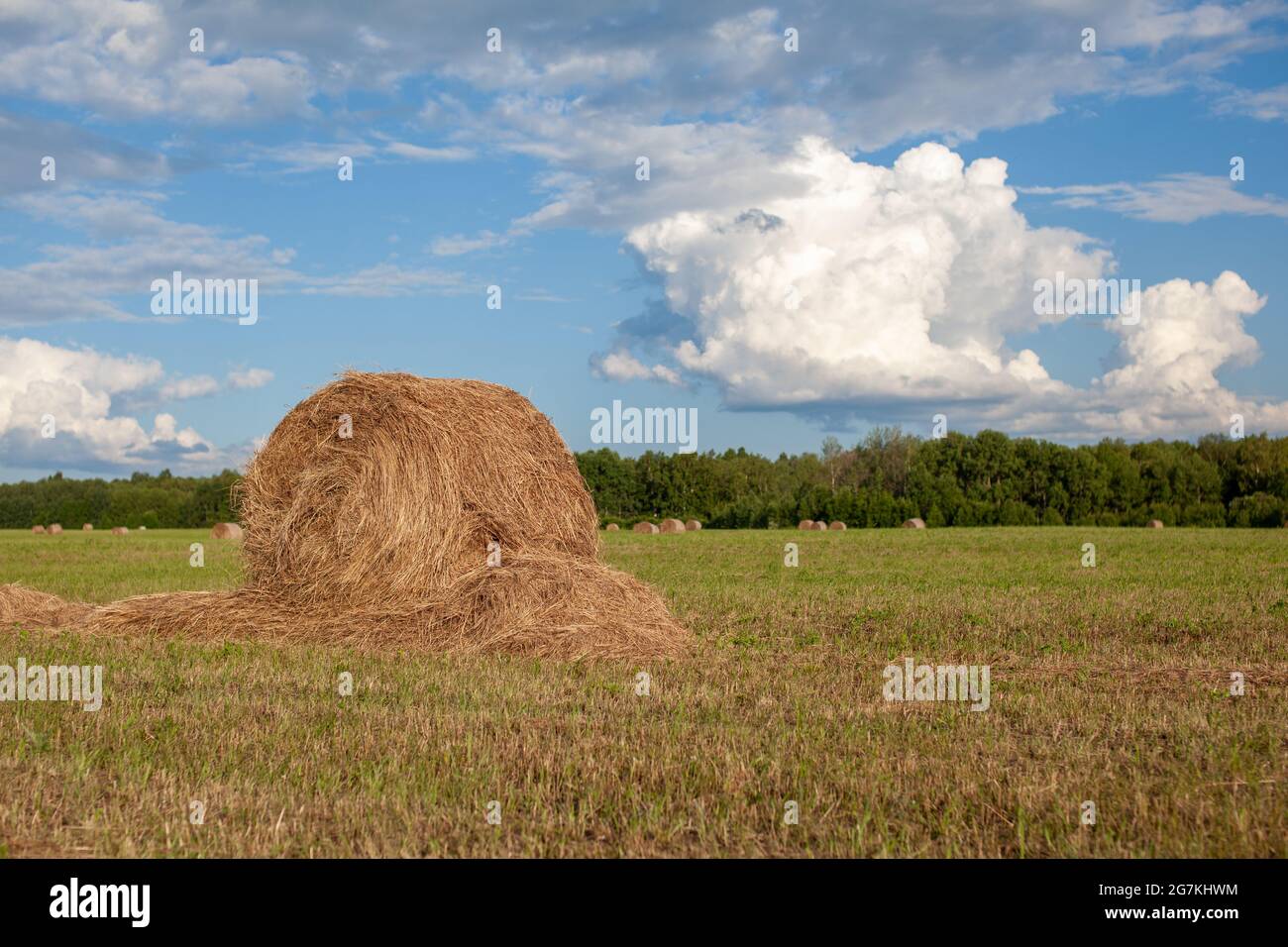 Agricultural field with harvested hay and stacks in summer. Haystacks ...