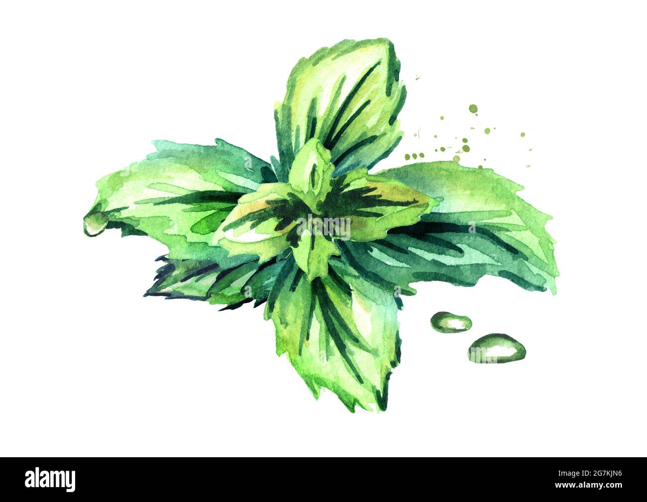 Fresh Peppermint plant isolated. Watercolor hand drawn illustration ...
